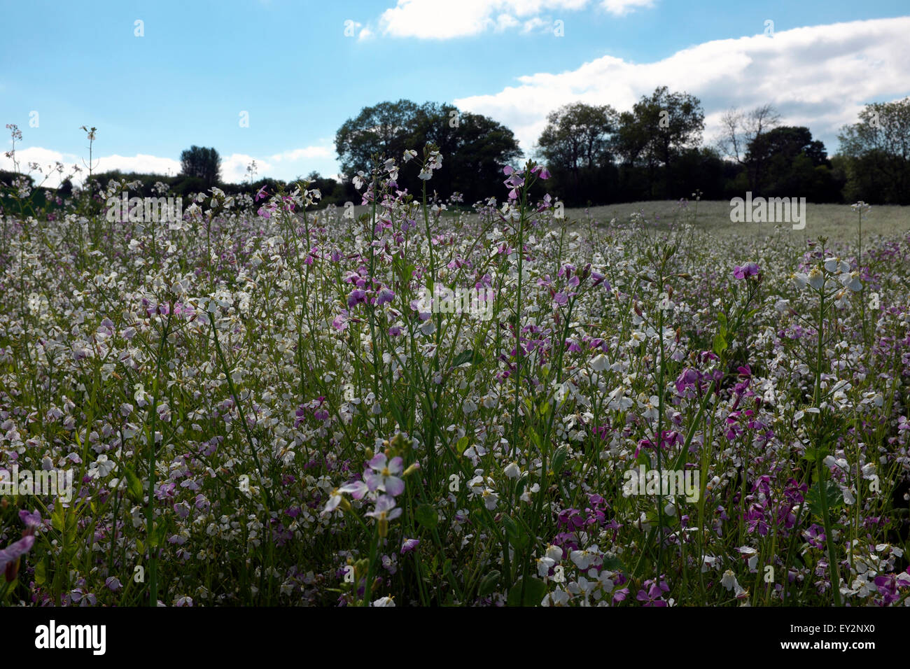 Wild radish hi-res stock photography and images - Alamy