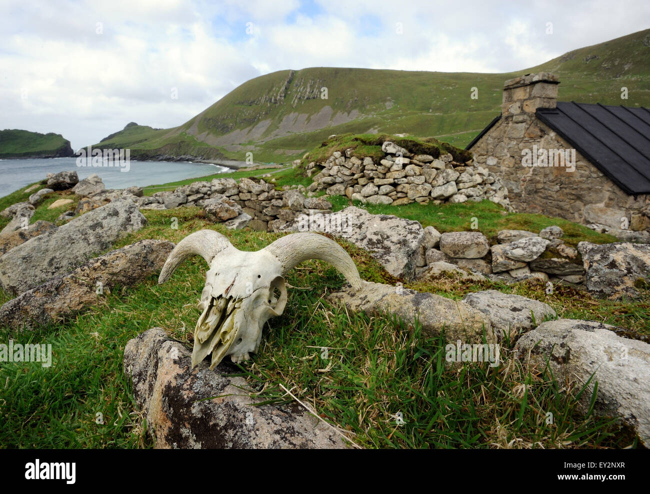 Ab sheep skull lies on a wall in The Street. Village Bay with the ...