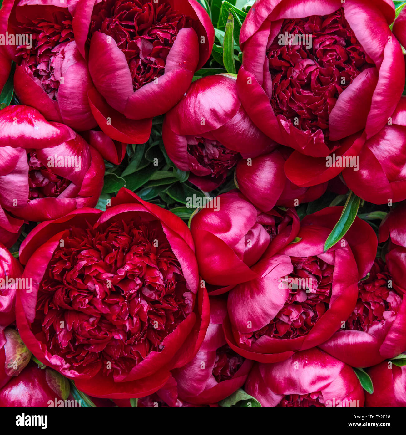 Spherical Flowers Stock Photos & Spherical Flowers Stock Images - Alamy