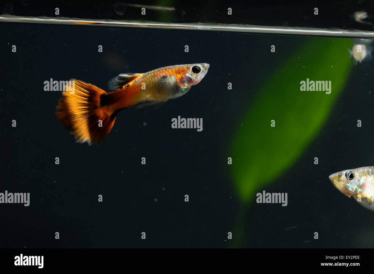 Guppy Multi Colored Fish Stock Photo - Alamy