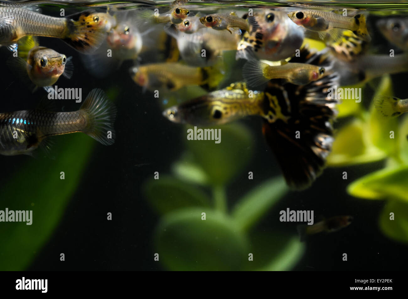 Guppy Multi Colored Fish Stock Photo - Alamy