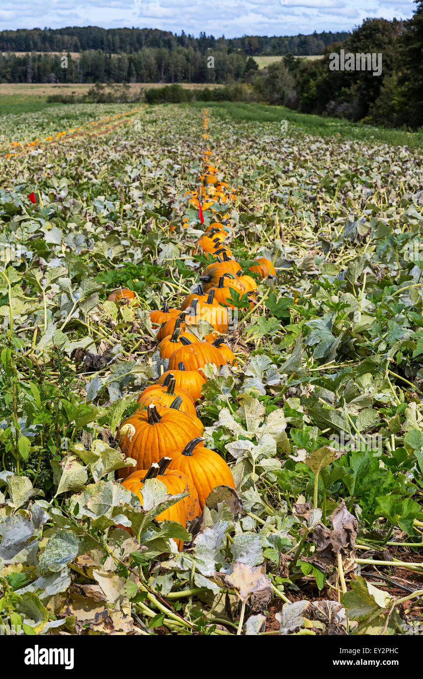 Gourds In A Field High Resolution Stock Photography and Images - Alamy