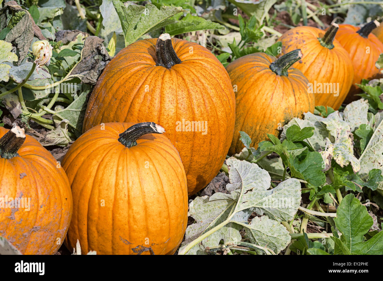 Pumpkin harvest field hi-res stock photography and images - Alamy