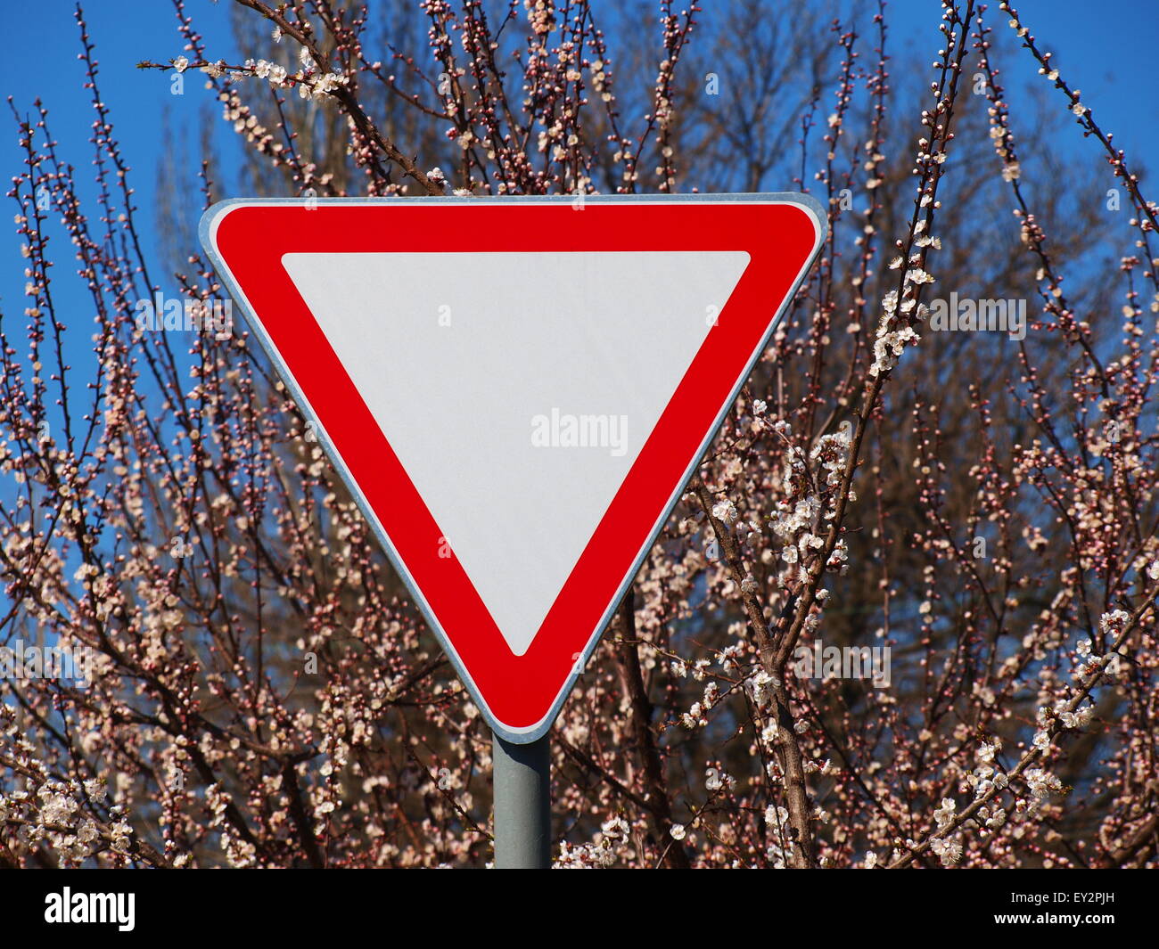 Traffic sign on the background of a flowering tree Stock Photo - Alamy