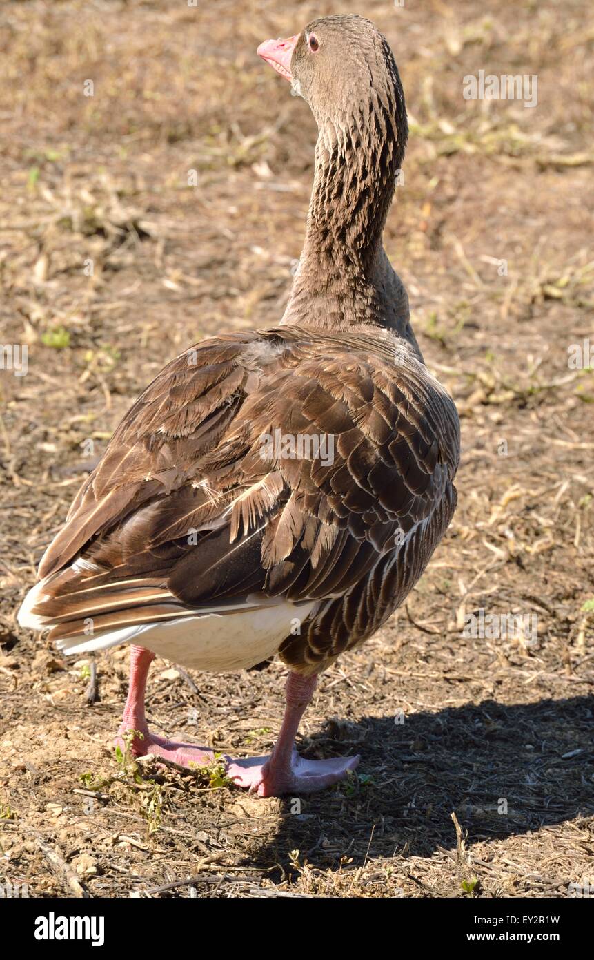 Brown duck in dry natural park of Seville, Andalusia, Spain Stock Photo ...