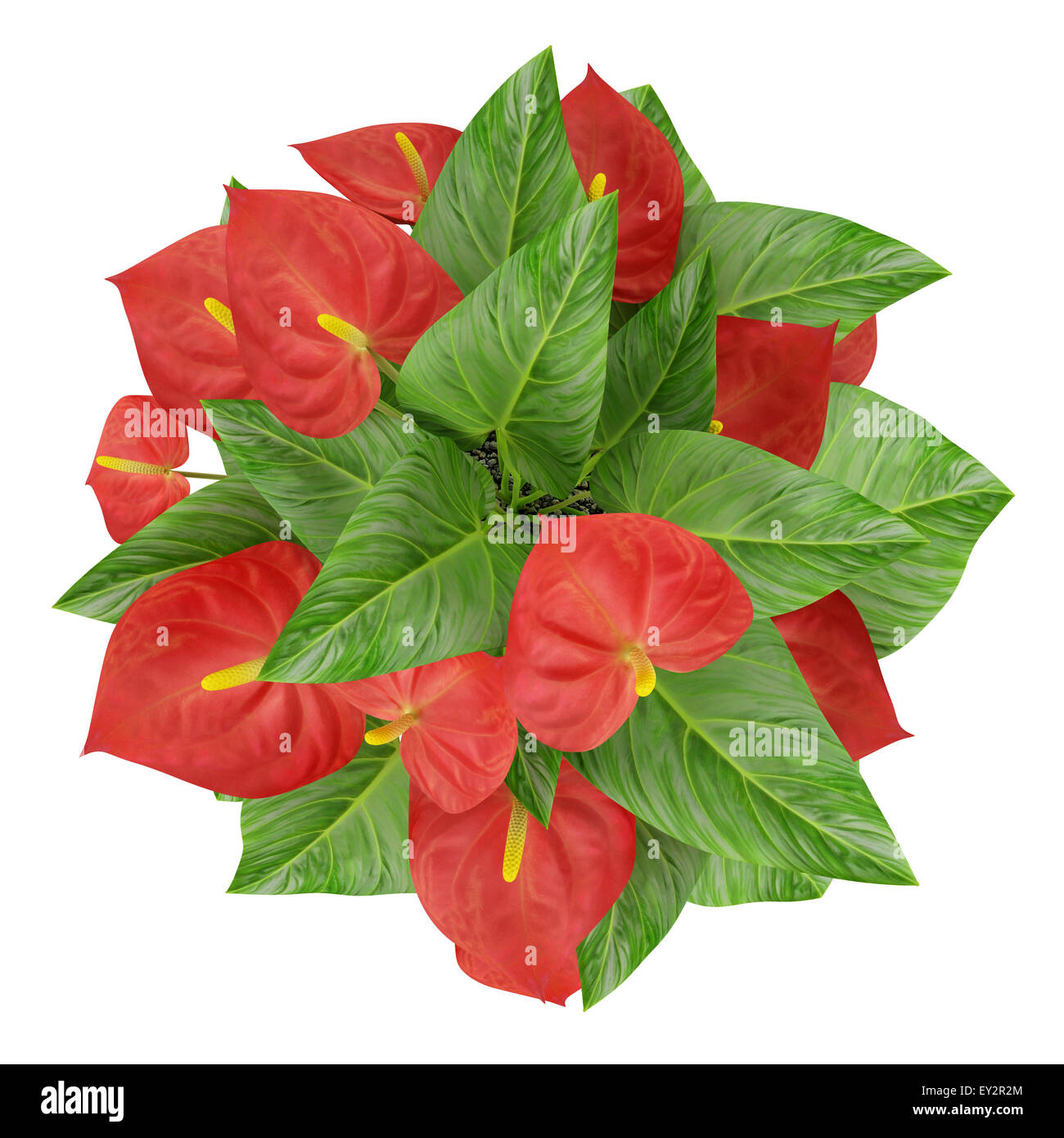 top view of red flower isolated on white background Stock Photo - Alamy