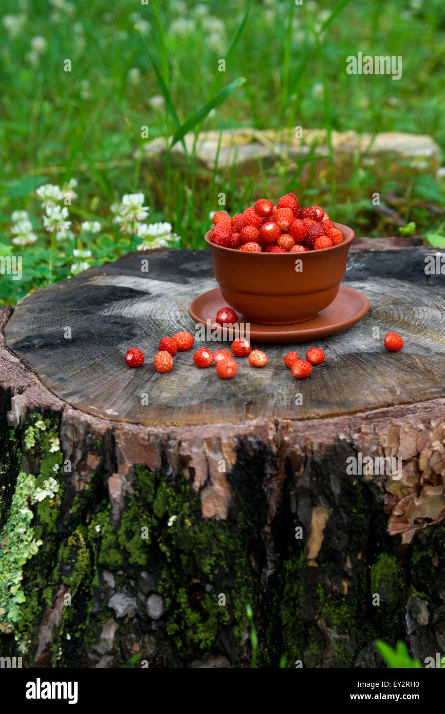 Wild organic strawberries in bowl over rustic wooden stump in forest ...