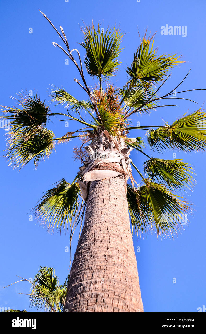 Green Palm Canarian Tree Stock Photo - Alamy