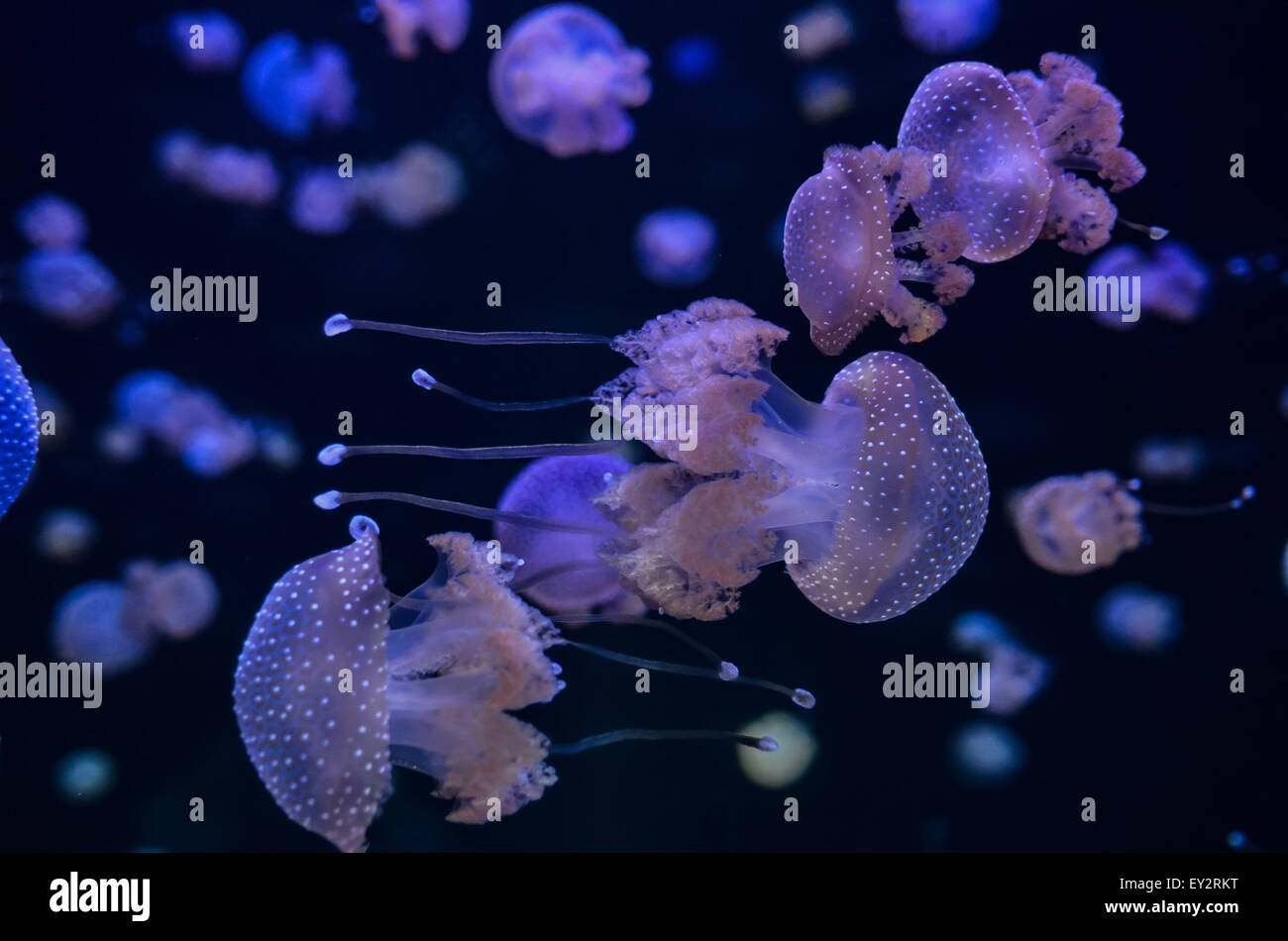 Small Jelly Fish Stock Photo - Alamy