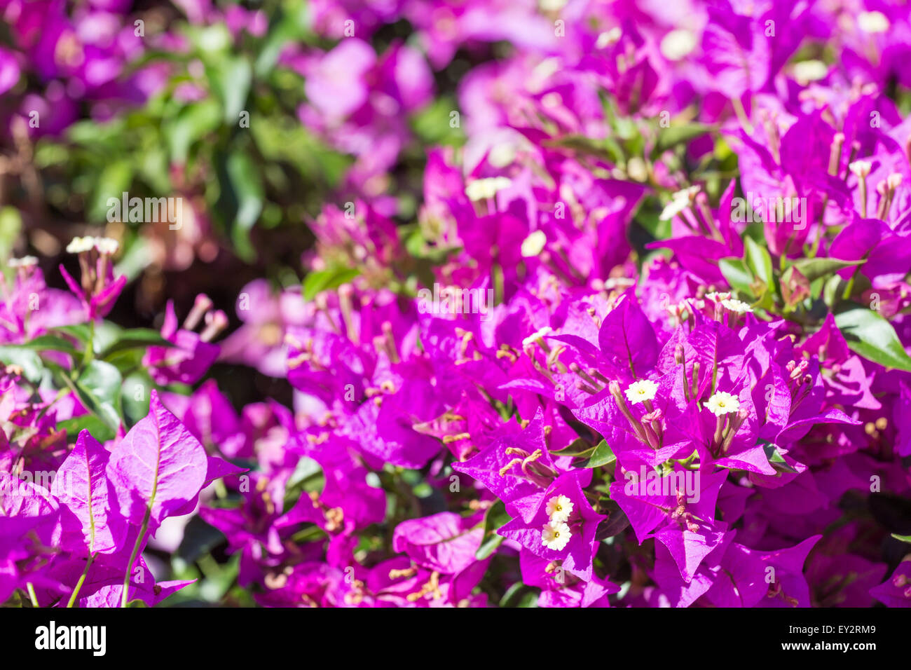 Pink blooming flower Stock Photo - Alamy