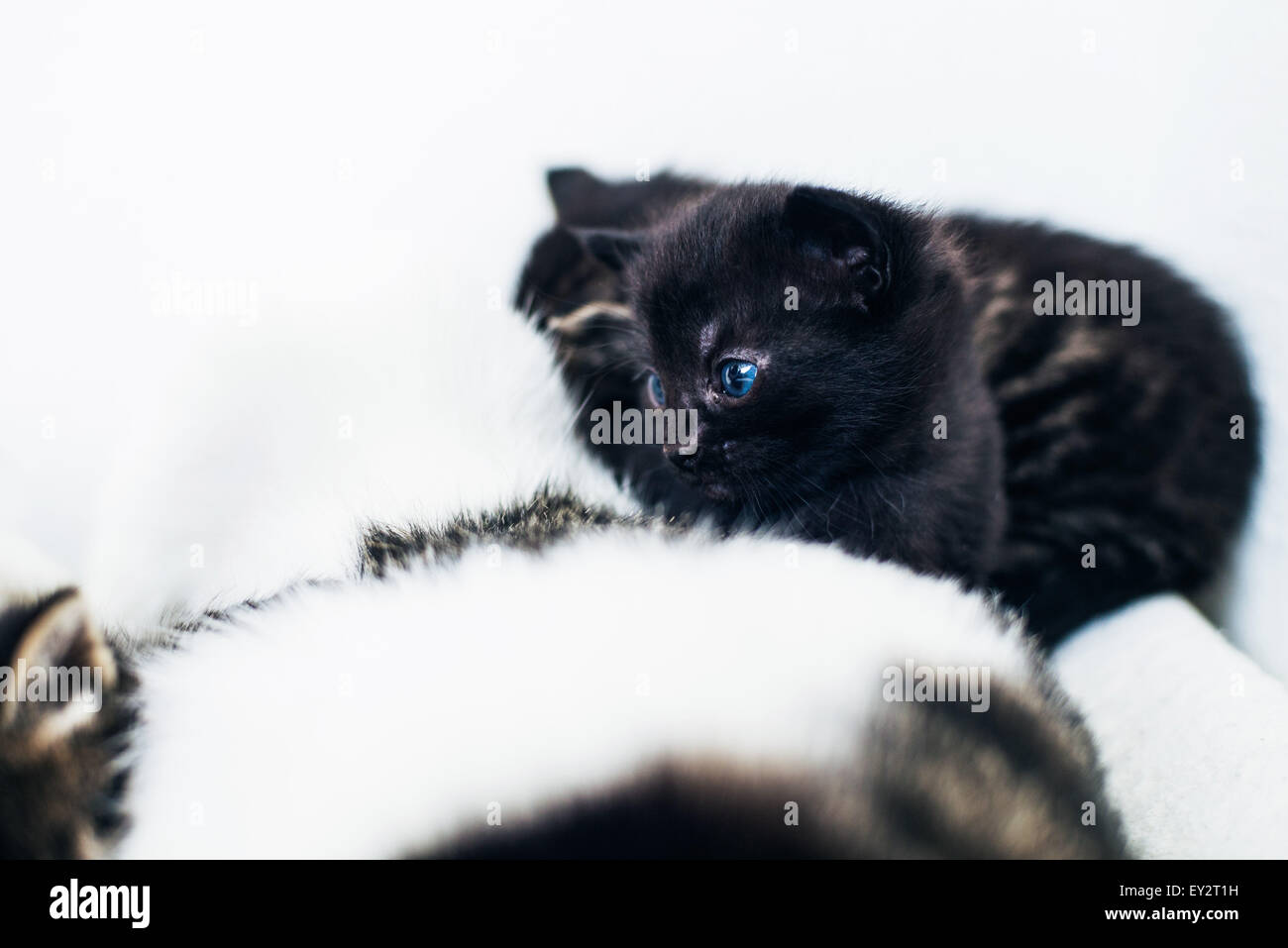 Tiny black kitten with very blue eyes nuzzling up against its mother ...