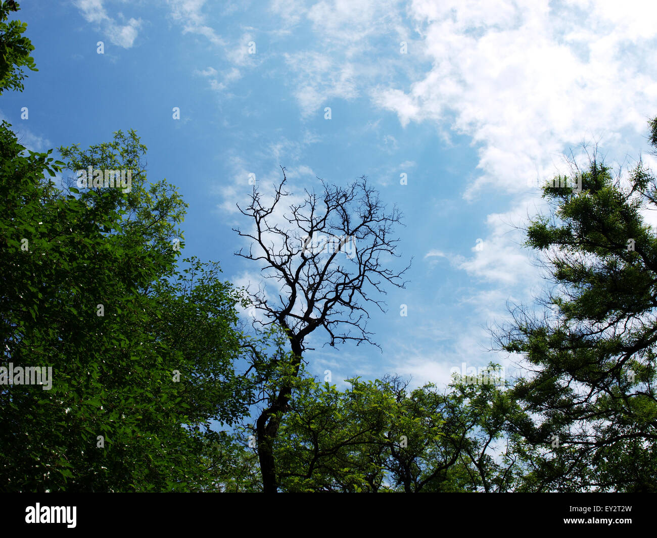 Leafless tree hi-res stock photography and images - Alamy