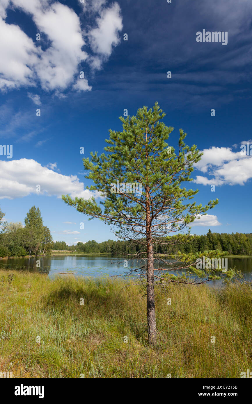 Small pine tree near lake Stock Photo - Alamy