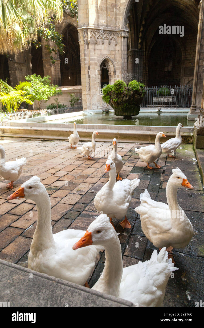 The geese which are traditionally kept inside Barcelona Cathedral ...