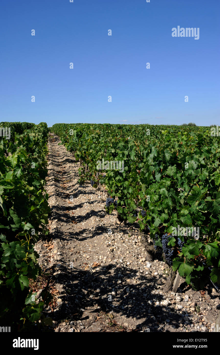 Médoc wine region hi-res stock photography and images - Alamy