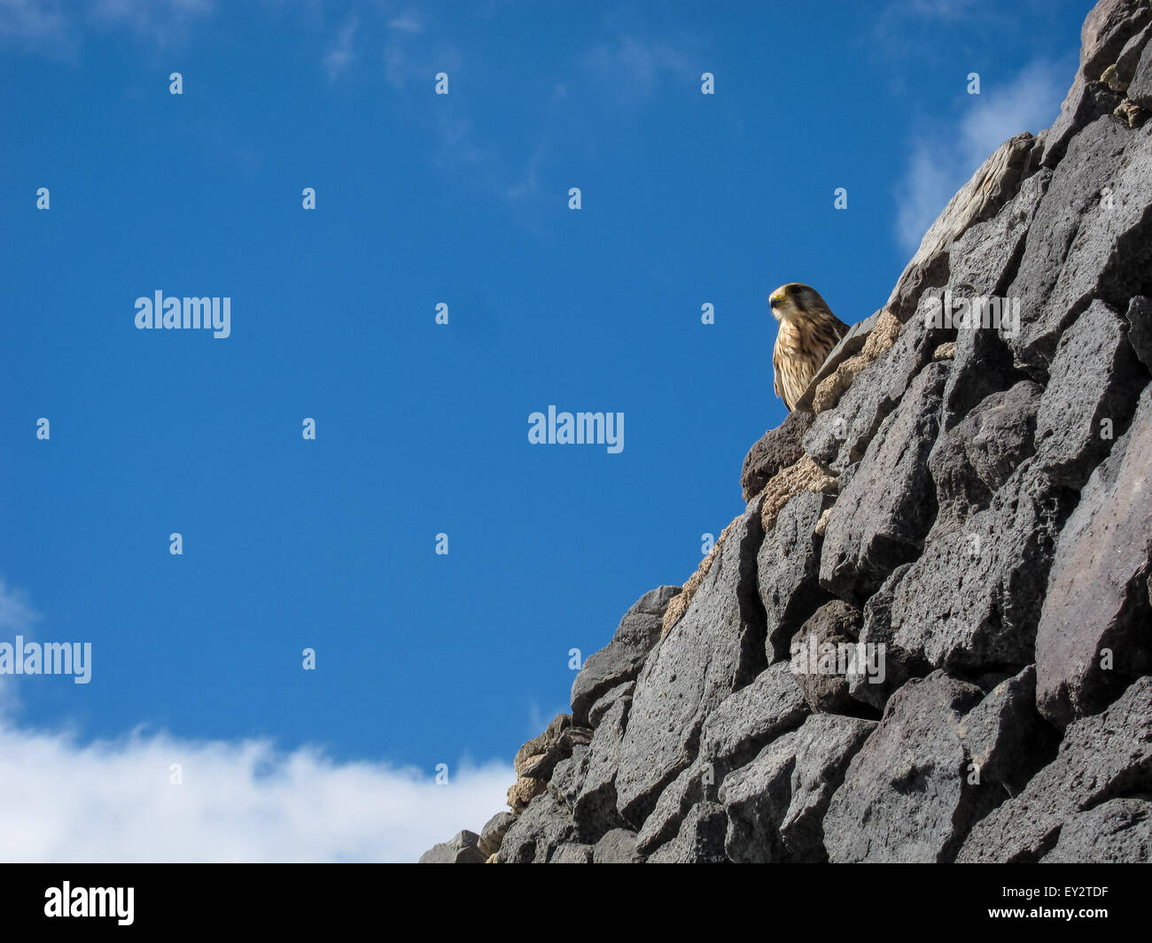 Common Kestrel Hawk Bird Stock Photo - Alamy
