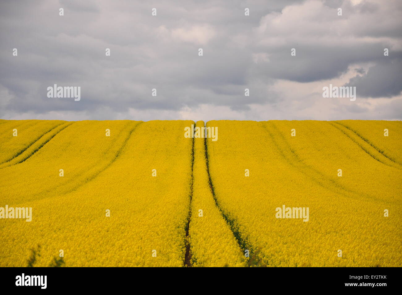 Rapeseed field tractor tracks Stock Photo - Alamy
