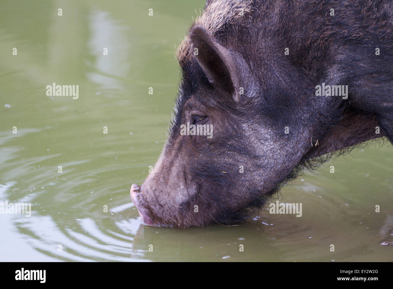 Domestic pig drinking from pond. UK Stock Photo - Alamy