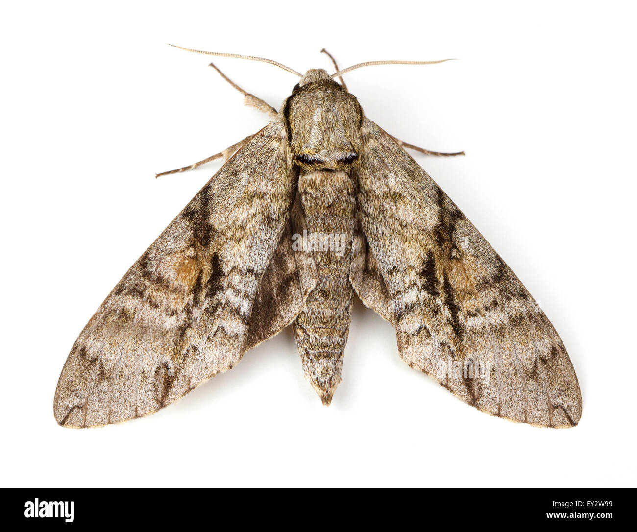Sphinx moth Cut Out Stock Images & Pictures - Alamy
