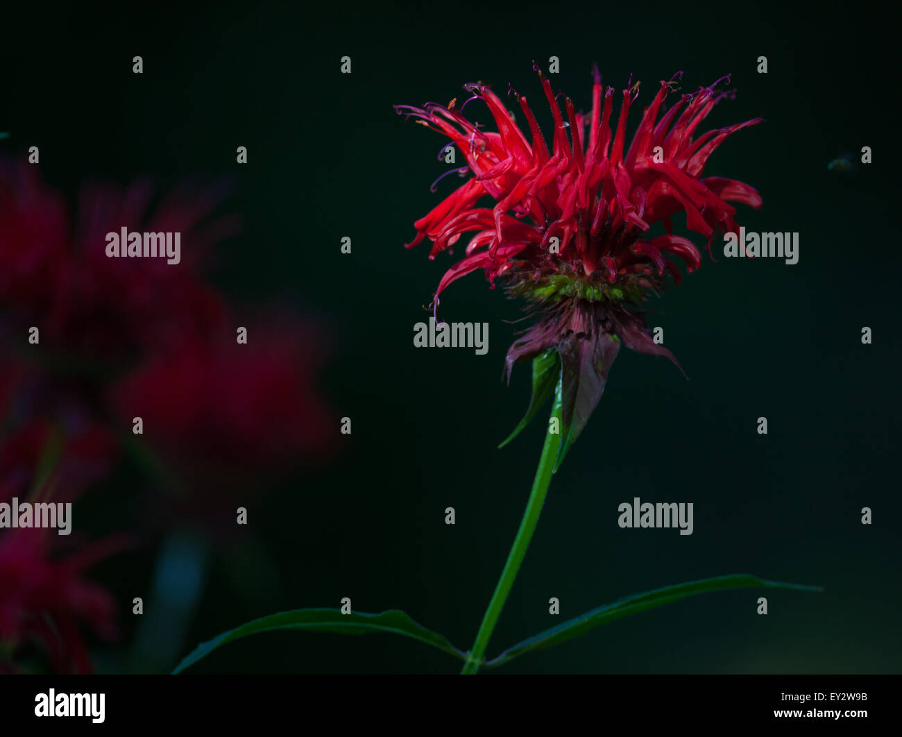 Red Bee Balm flower (Monarda) with a dark background Stock Photo - Alamy