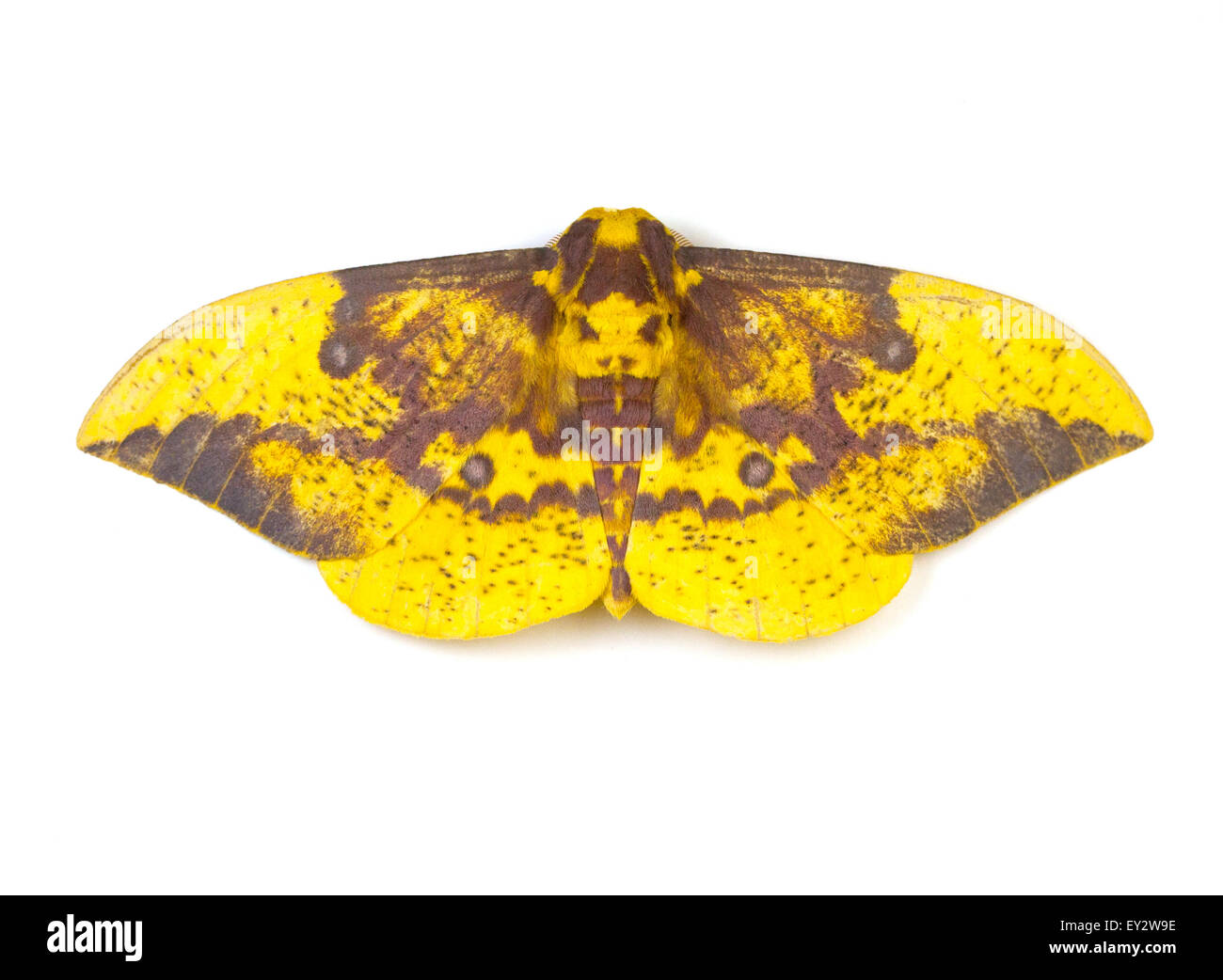 Imperial moth hi-res stock photography and images - Alamy