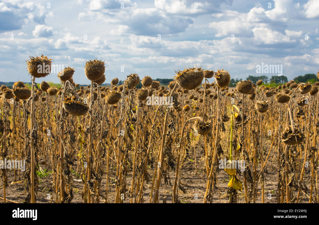 Ripe sunflower hi-res stock photography and images - Alamy
