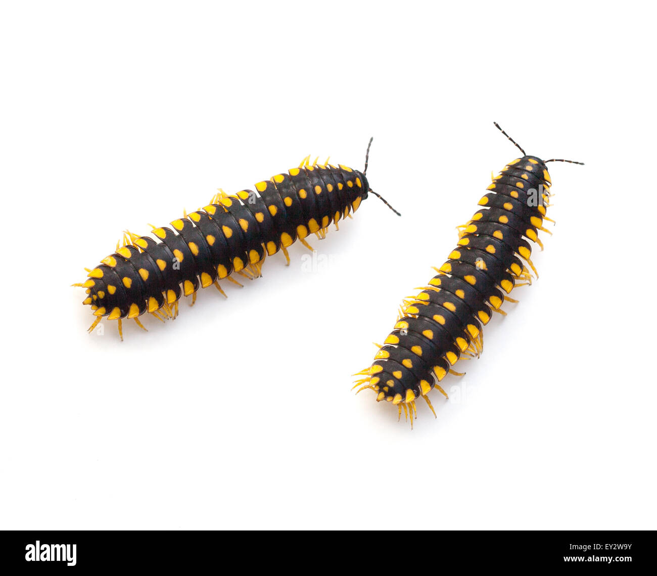 Yellow Spotted Millipede (Apheloria virginiensis) on a white background ...