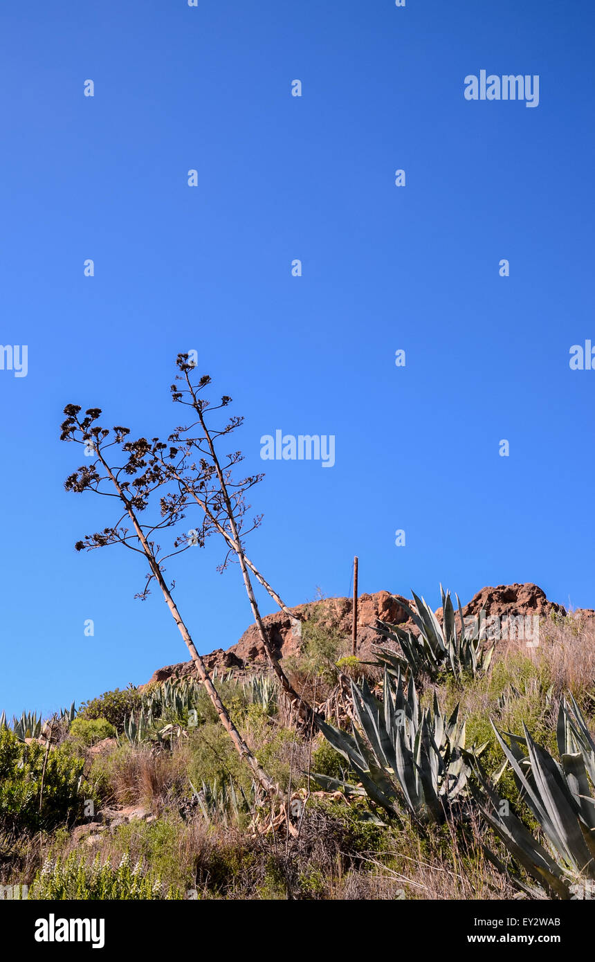 Green Agave Plant Cactus Stock Photo - Alamy