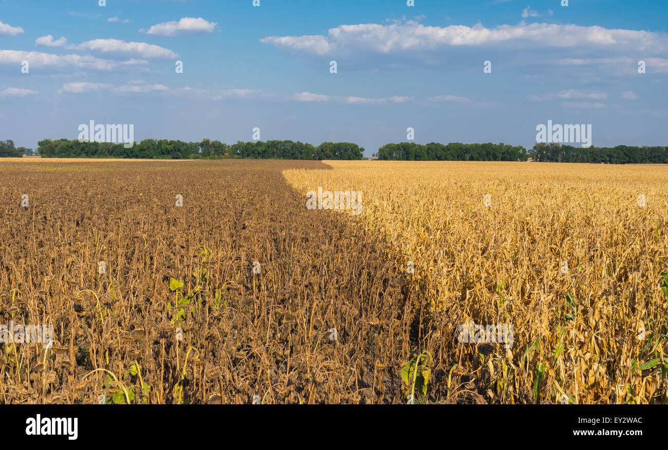 Ukrainian agricultural landscape with ripe maize and sunflower field ...