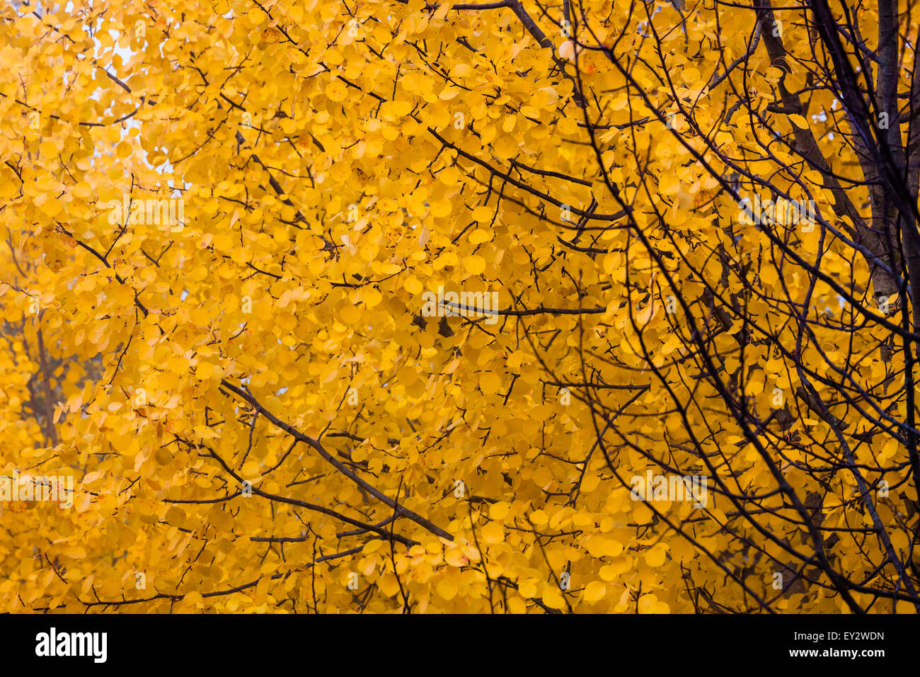Yellow aspen foliage at autumn Stock Photo - Alamy
