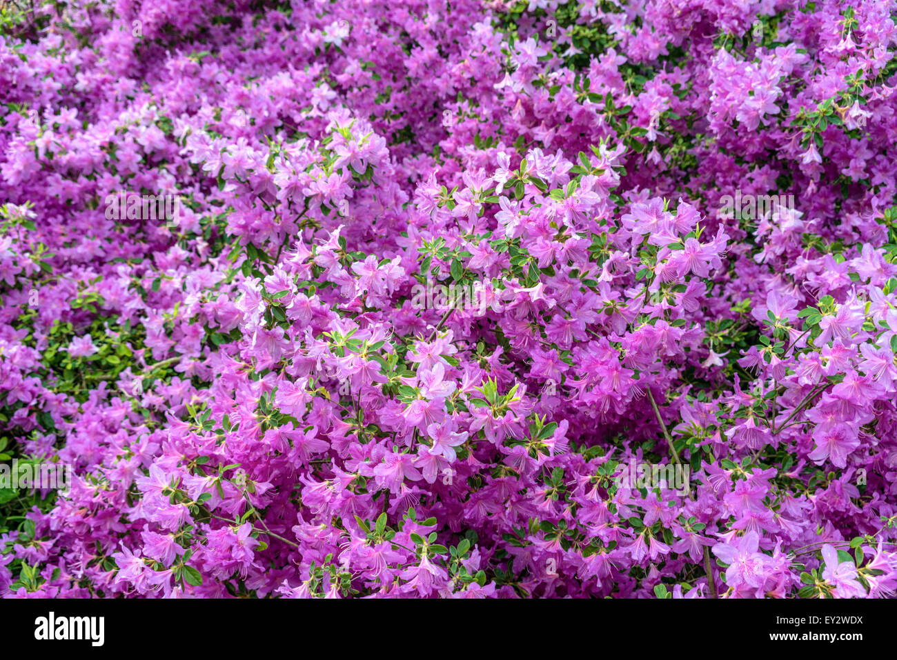 Violet Azalea bushes at Buckland Abbey, Yelverton, Devon, England Stock ...