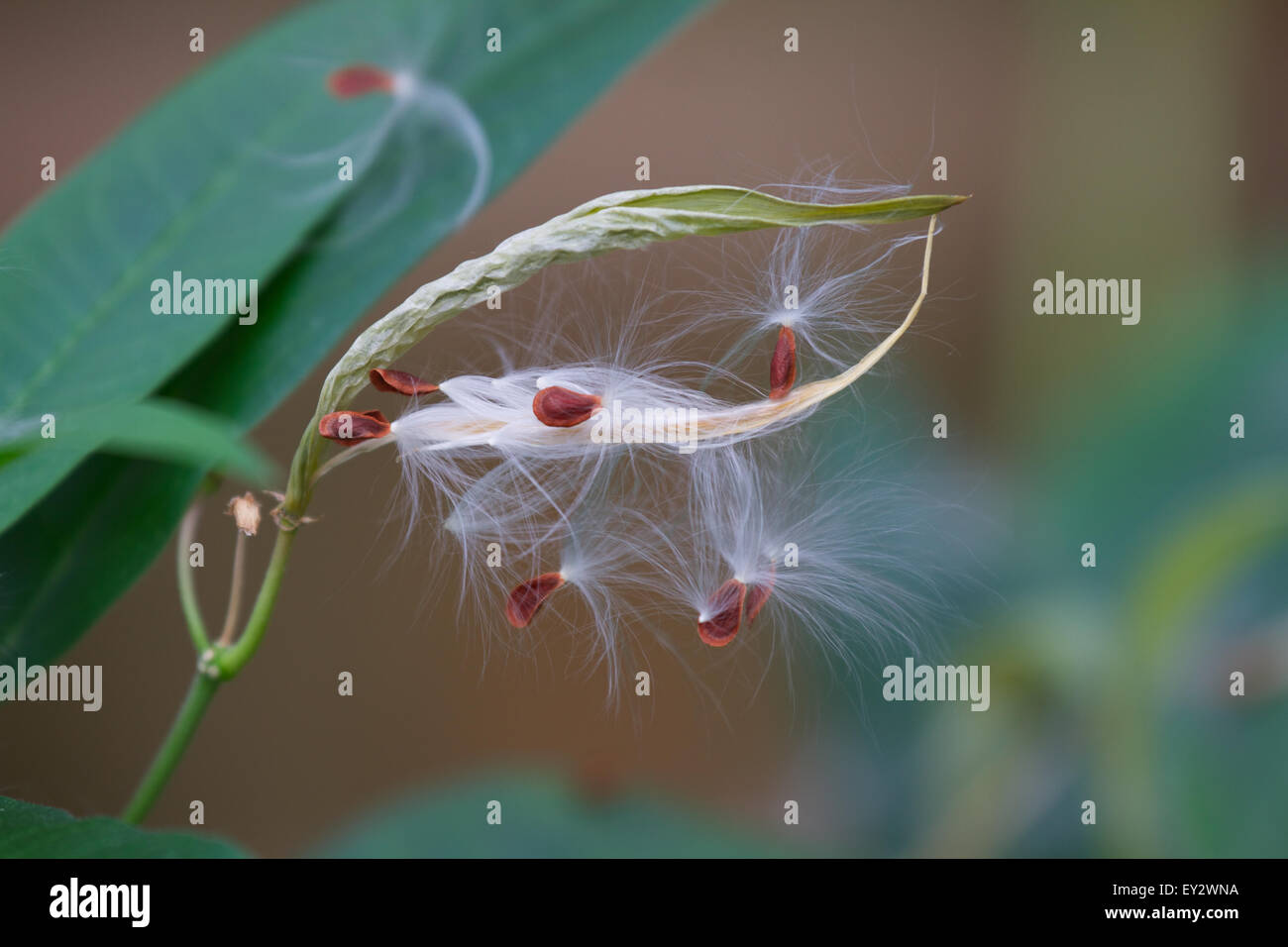 Ripe seed head Stock Photo - Alamy