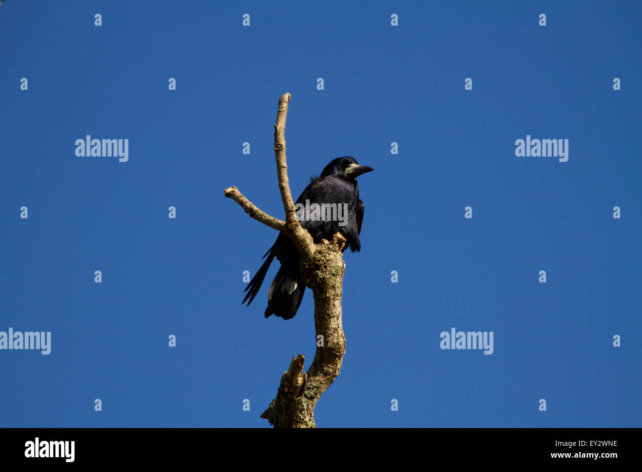 Rook perched on branch. UK Stock Photo - Alamy