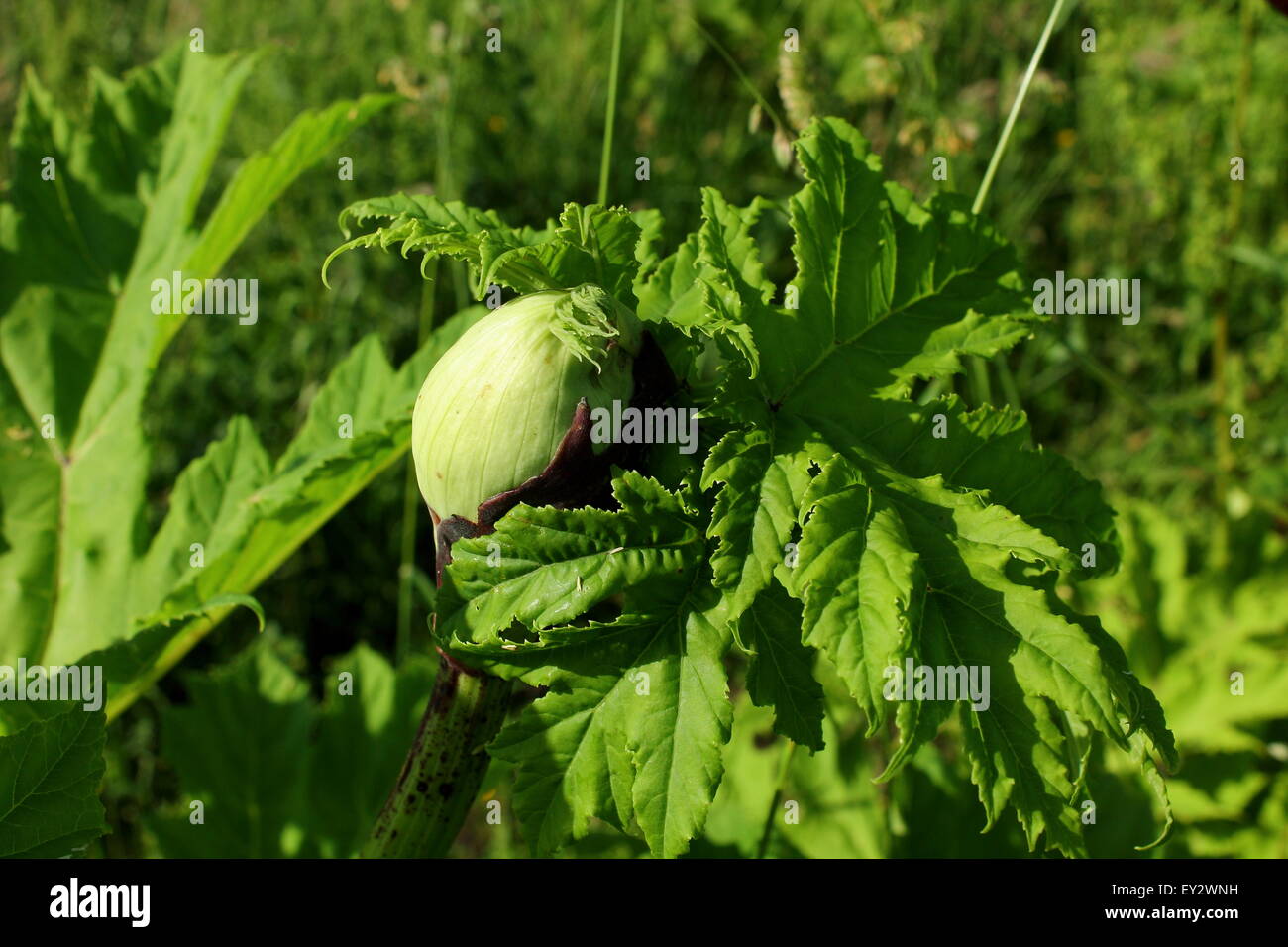 Giant hogweed plant invasive phototoxin hi-res stock photography and ...
