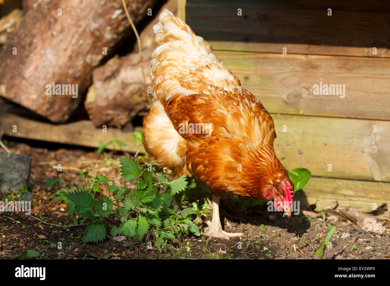 Back of hen hi-res stock photography and images - Alamy