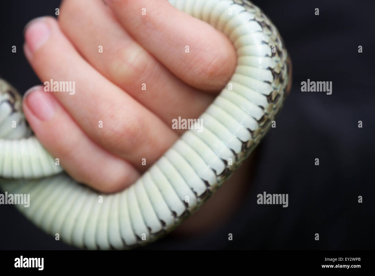 Pet Checkered Garter Snake Thamnophis marcianus in childs hand. UK ...