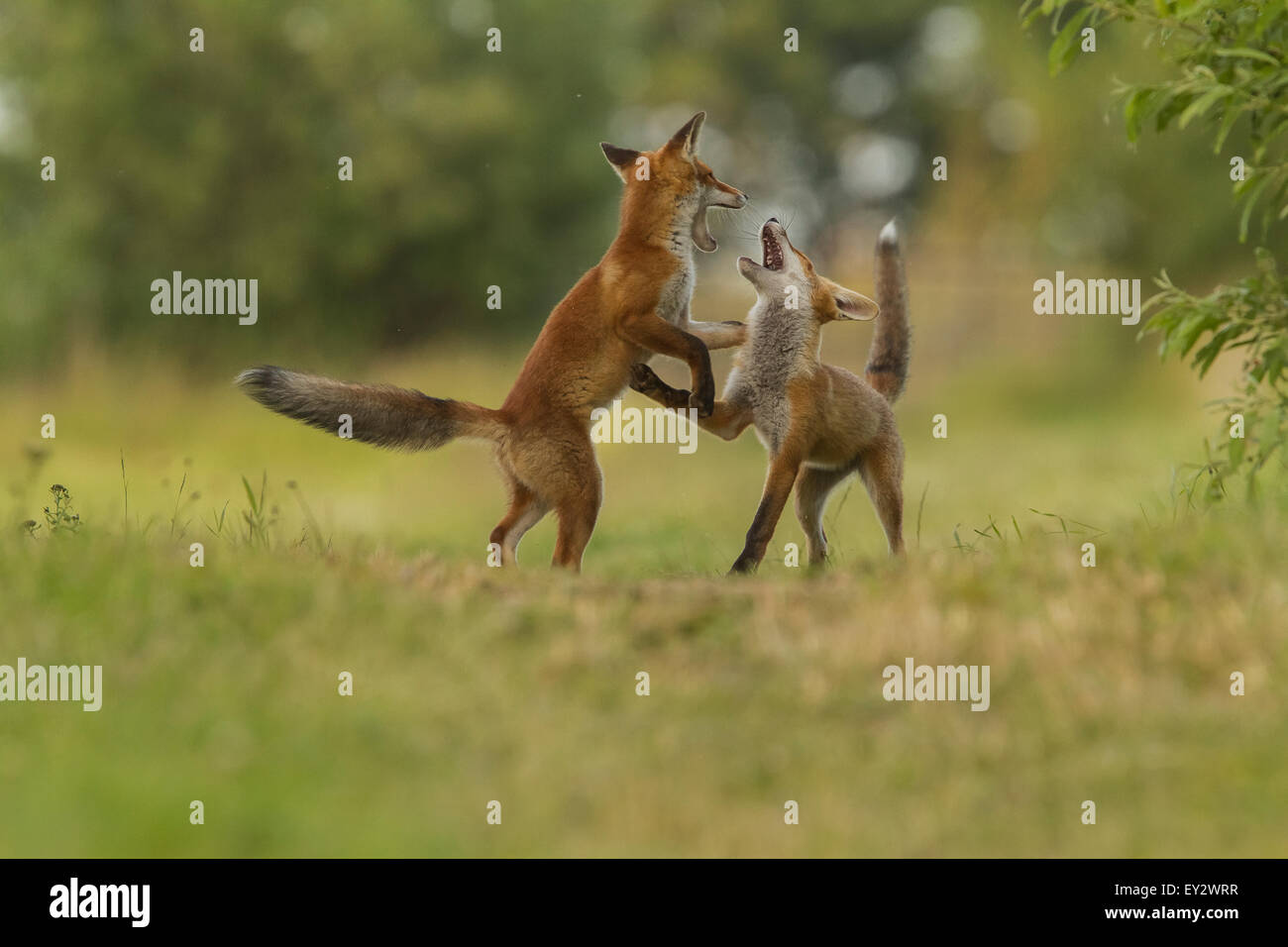 Fox cubs playing hi-res stock photography and images - Alamy
