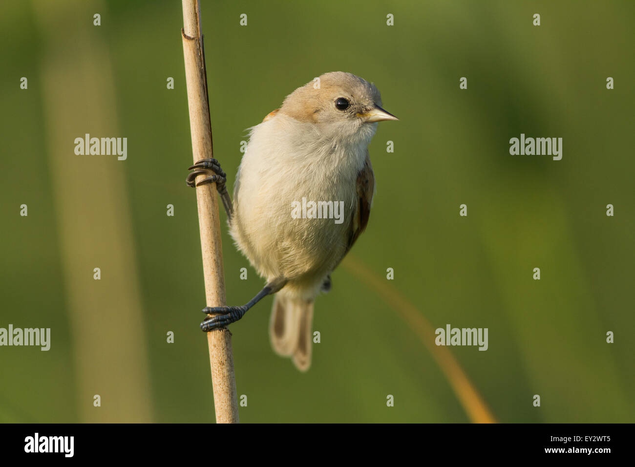 A juvenile Penduline tit at sunrise light in Southern Lithuania Stock ...