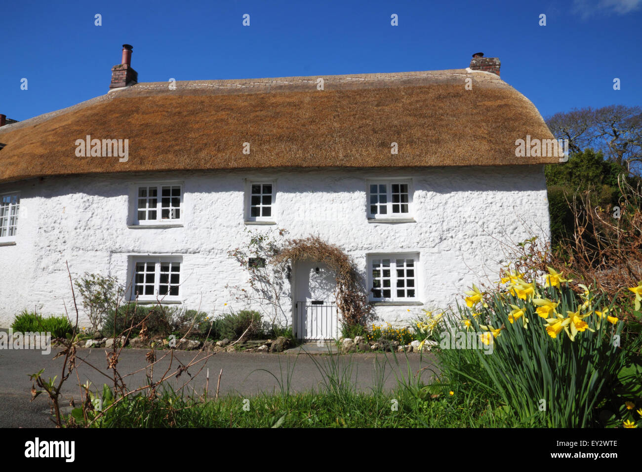 A Springtime scene with a whitewashed thatched cottage and a clump of ...