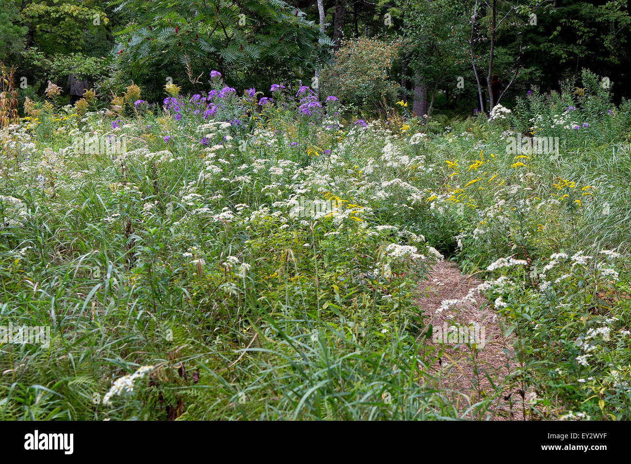 Wild gardens of acadia hi-res stock photography and images - Alamy