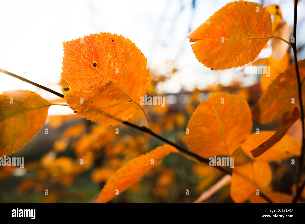 Orange autumn leaves Stock Photo - Alamy