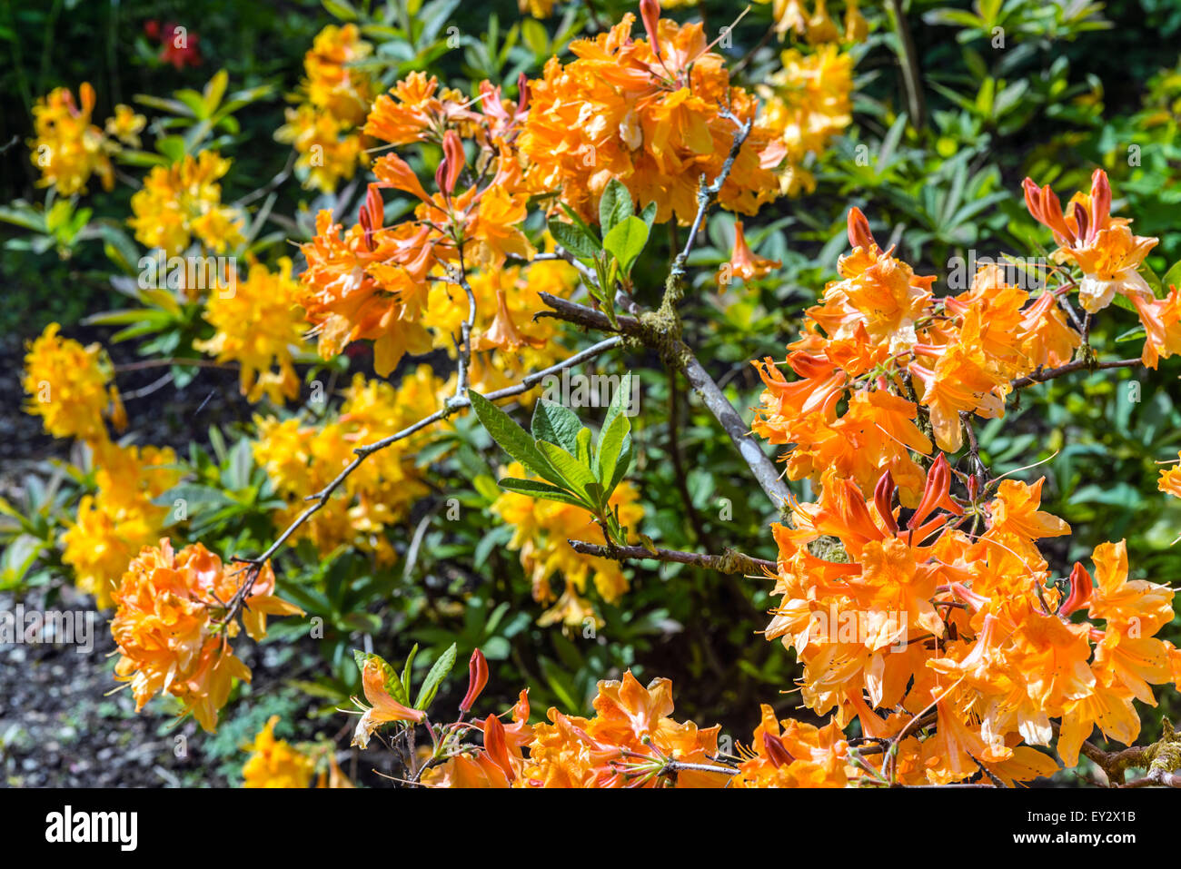 Yellow azalea hi-res stock photography and images - Alamy