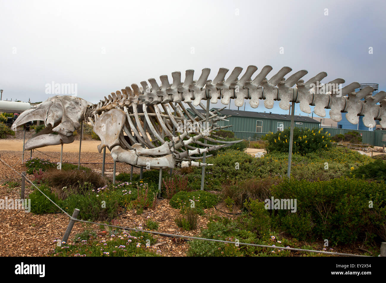Gray Whale Skeleton