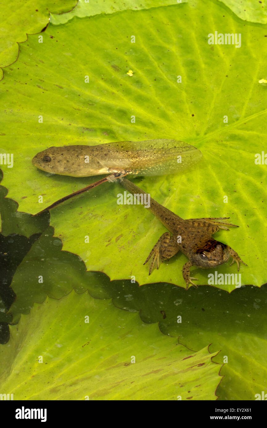 American bullfrog (Lithobates catesbeianus), indigenous to North ...