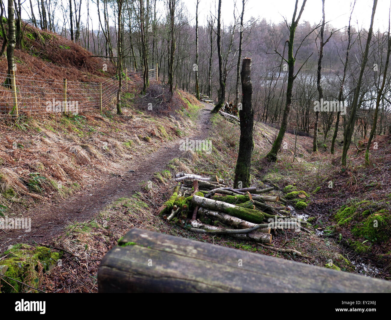 Winter trees at High Dam plantation, Cumbria, in the English Lake ...