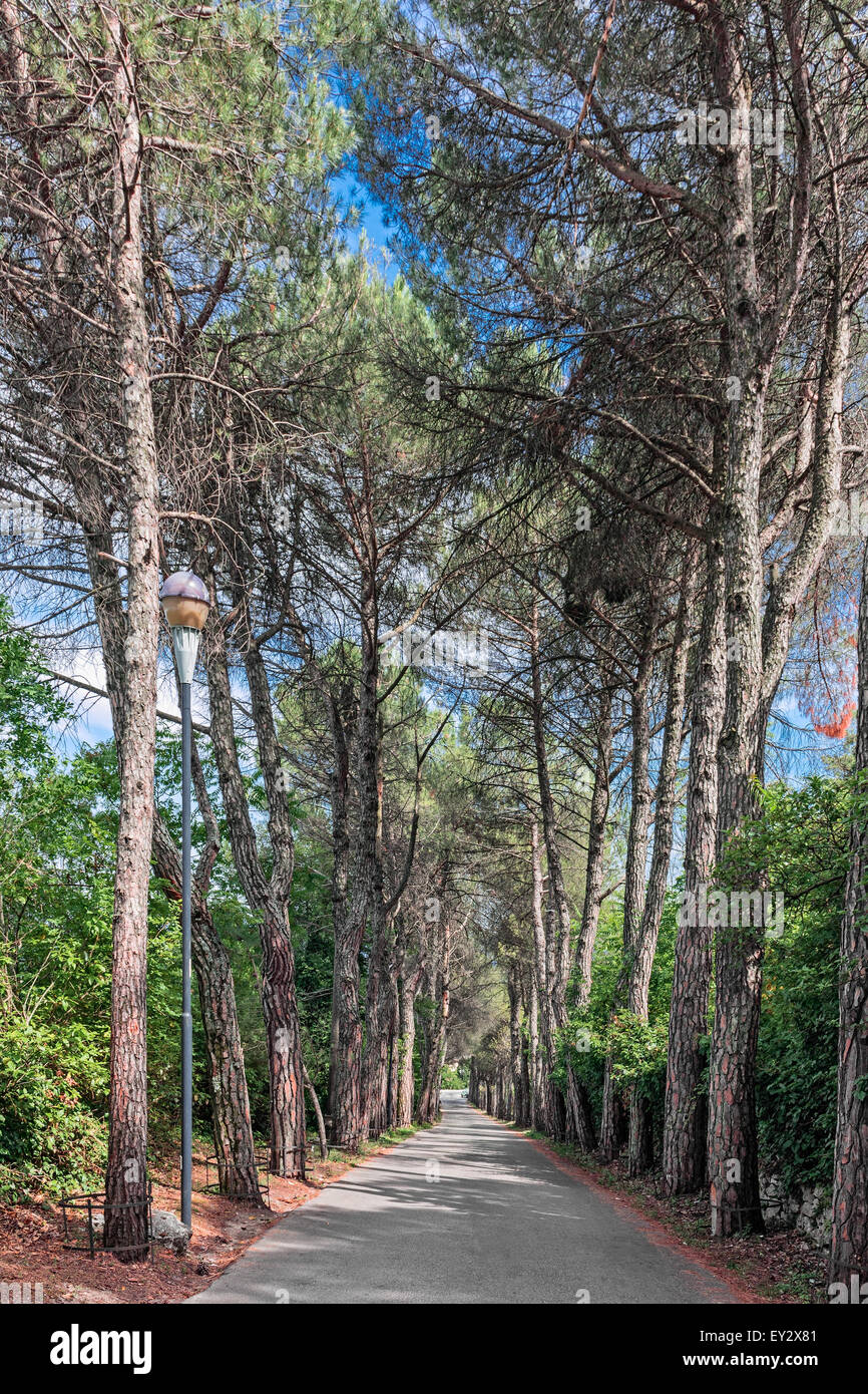 avenue of trees in the city Stock Photo - Alamy