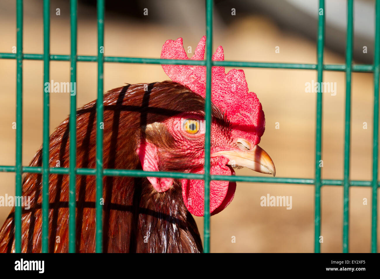Hyliner Hybrid chicken behind bars of aviary. UK Stock Photo - Alamy