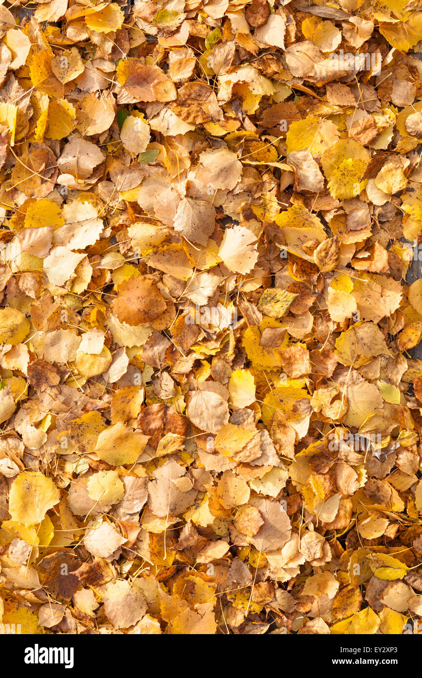 Background of yellow autumn leaves Stock Photo - Alamy