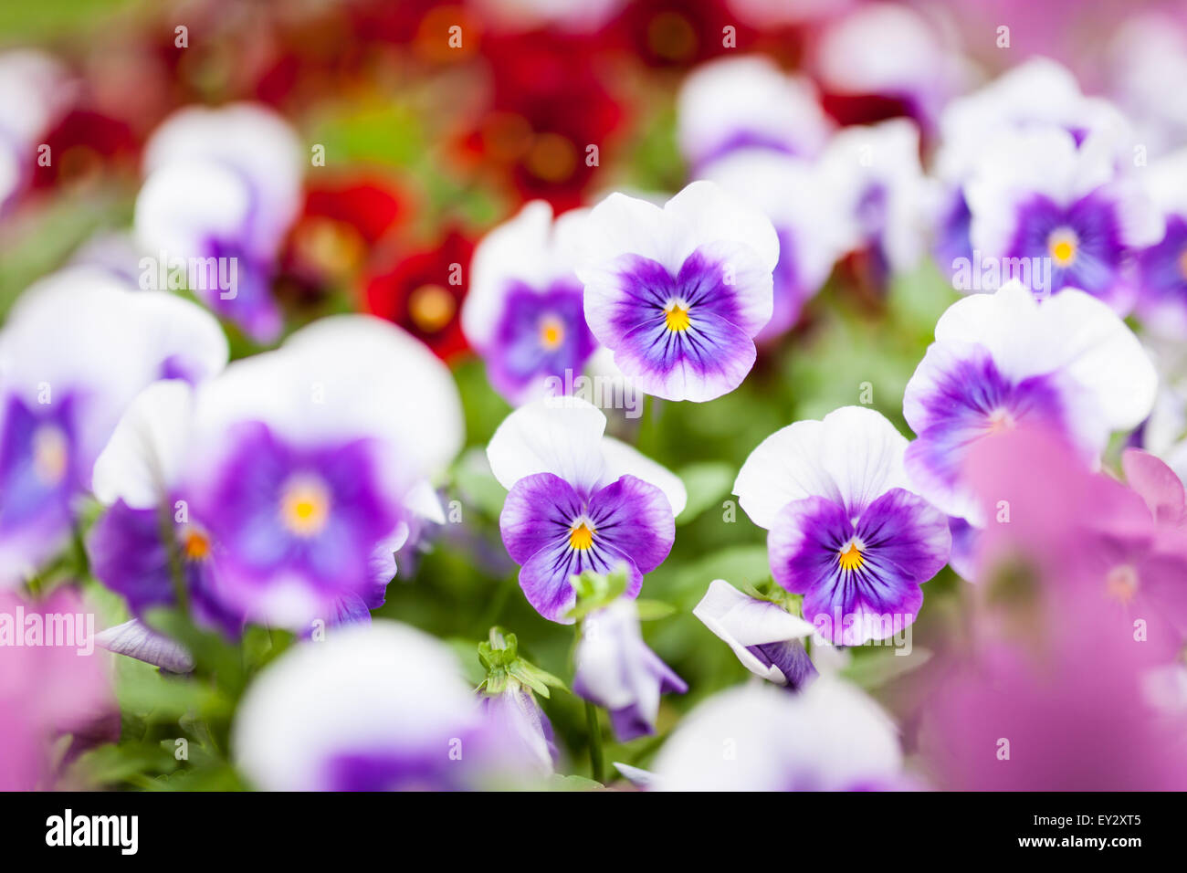 Beautiful close hi-res stock photography and images - Alamy