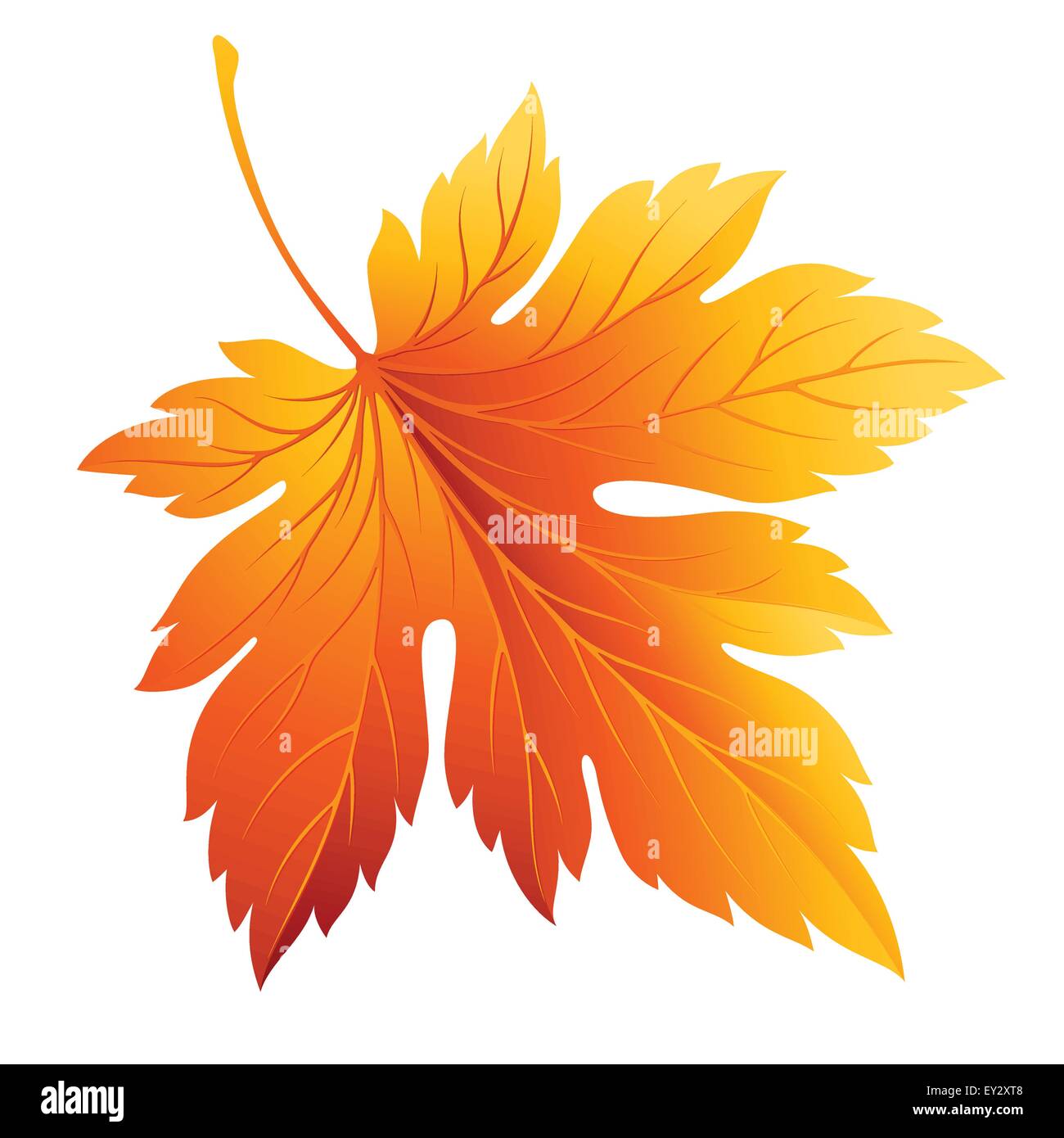 Macro leaf in detail Stock Vector Images - Alamy